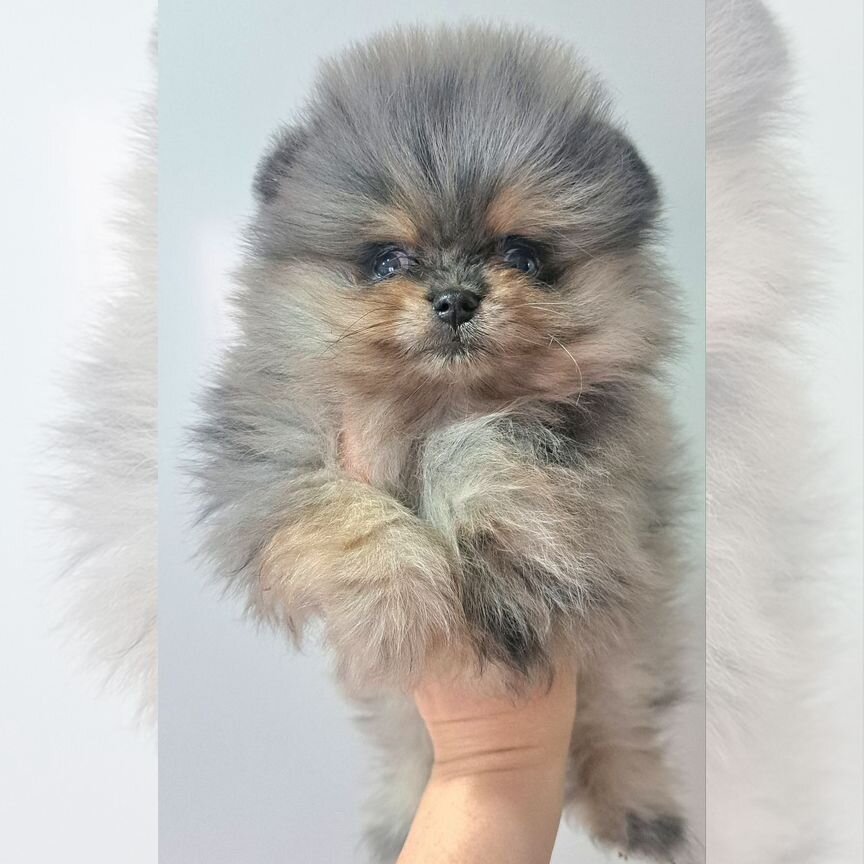 Померанский шпиц, щенок