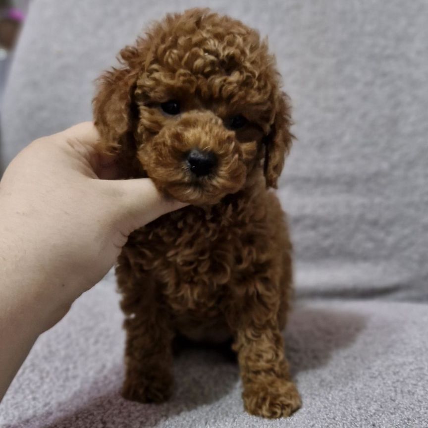 Той-пудель, щенок