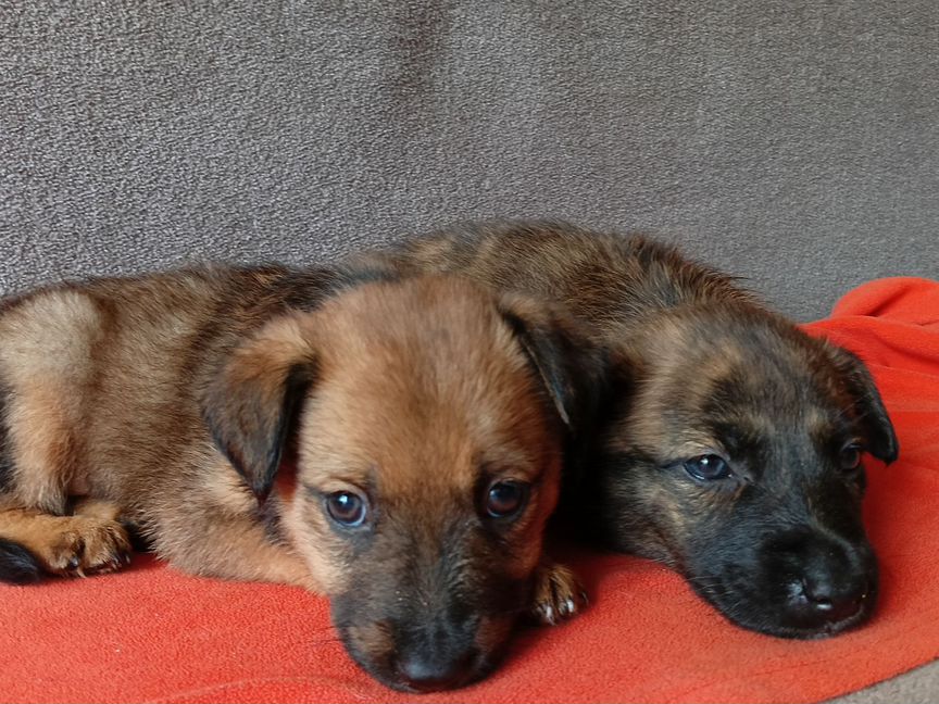 Отдам в добрые руки двух малышек