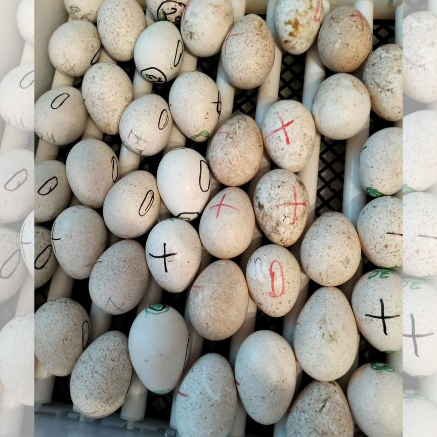 Инкубационное яйцо индейки