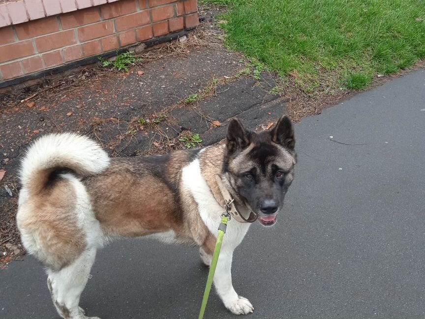 Продаю девочку очень умную