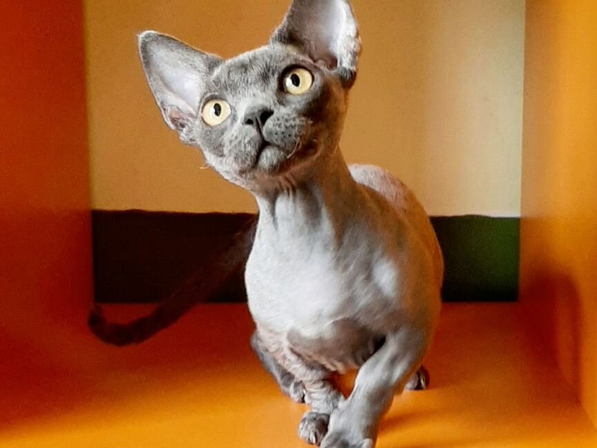 Минскин Minskin