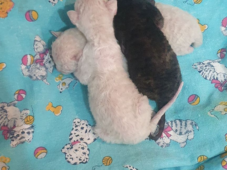 Малыши корниши