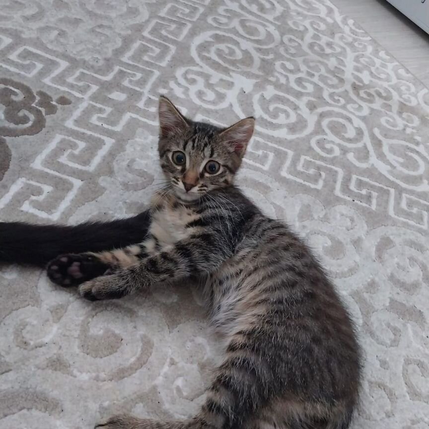 Отдам котёнка