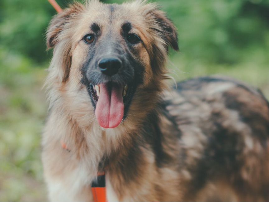 Собака в поисках любви