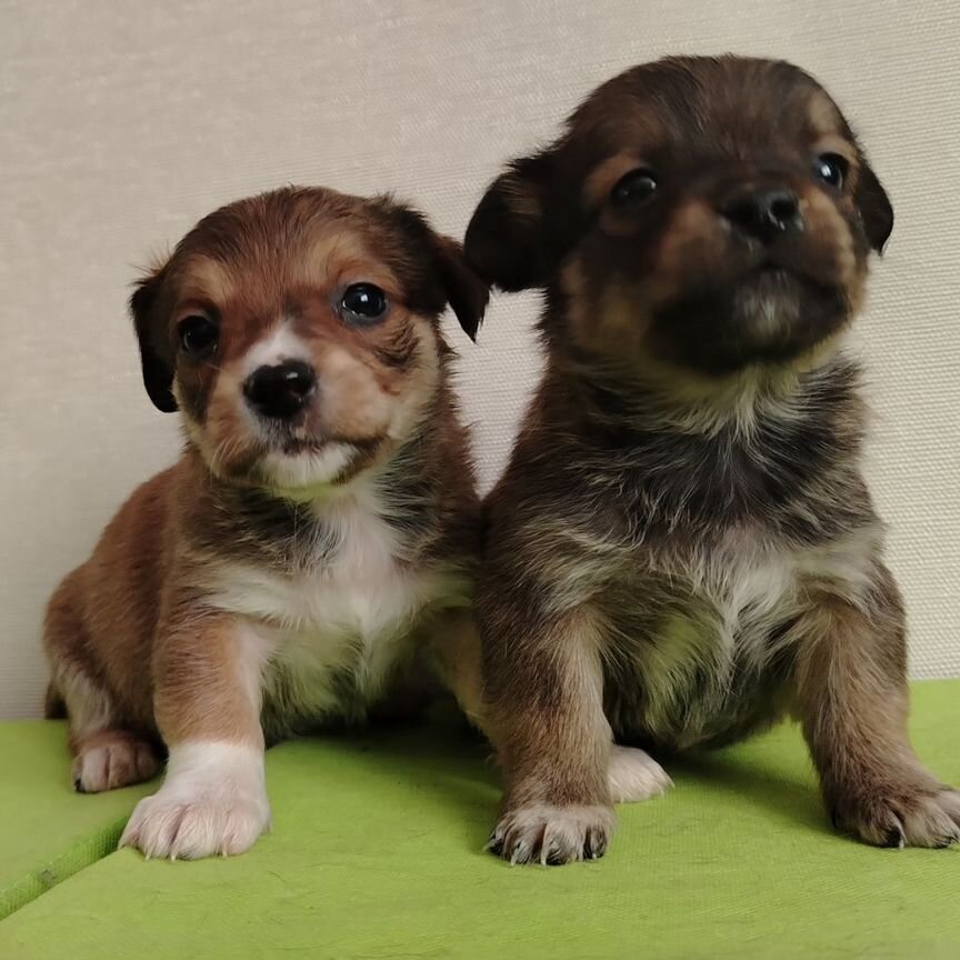 Комнатные собачки