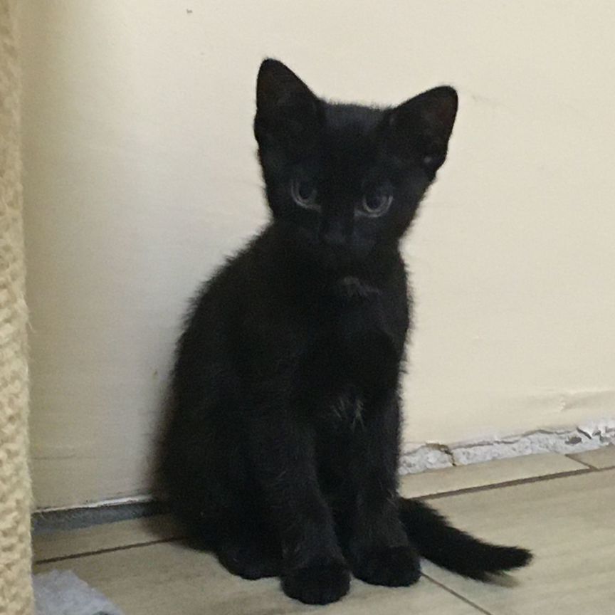 Чёрненький котёнок мальчик