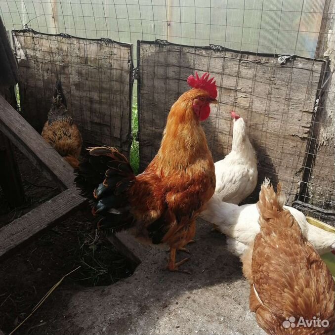 Петух Кучинский юбилейный