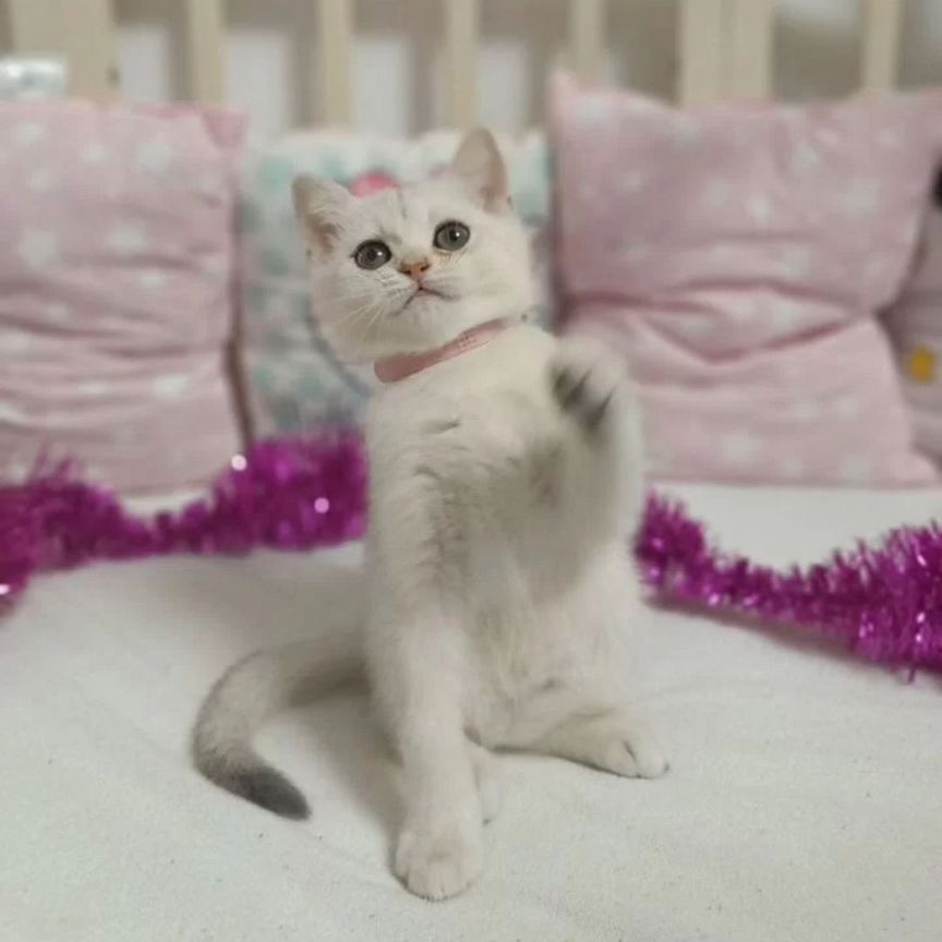 Чистокровная малышка