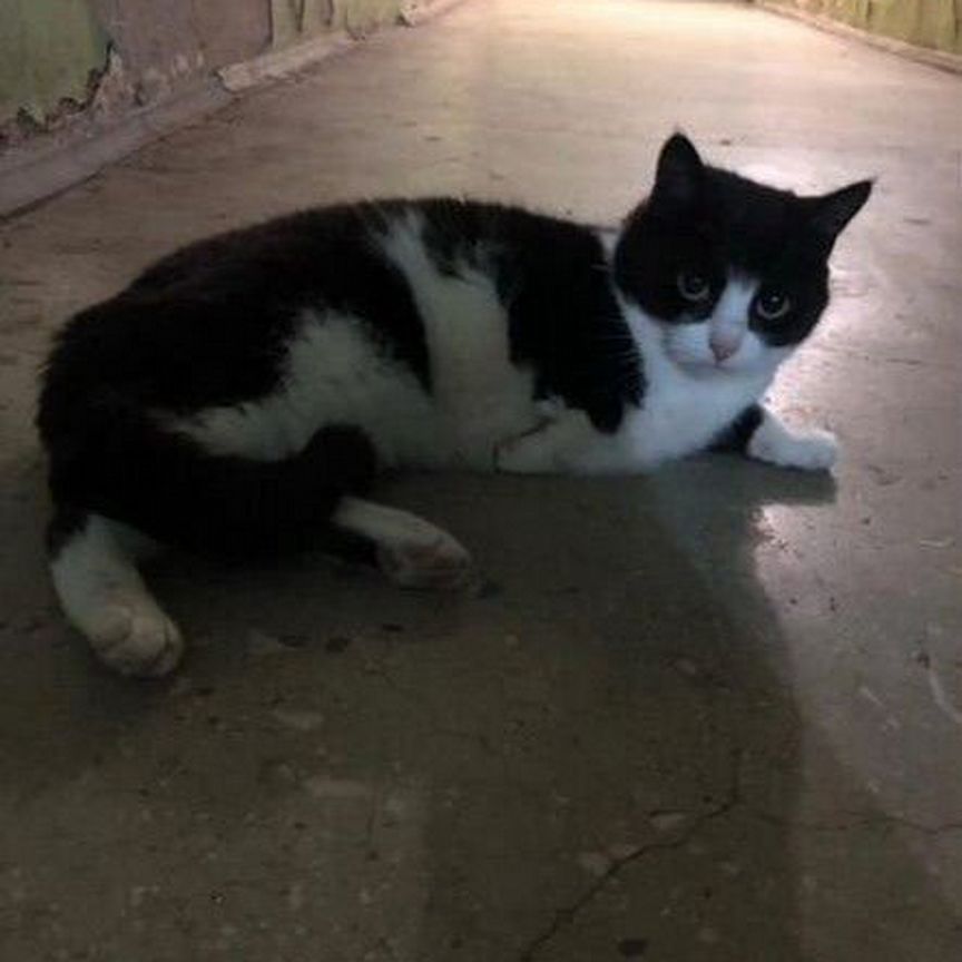 Кота бьют и выгоняют из дома