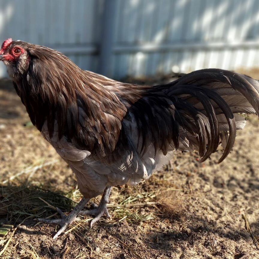 Молодые петухи