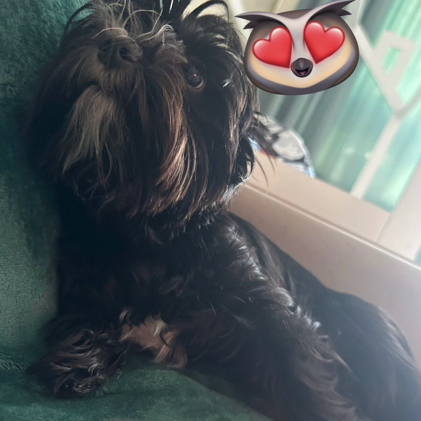 Йоркширский терьер