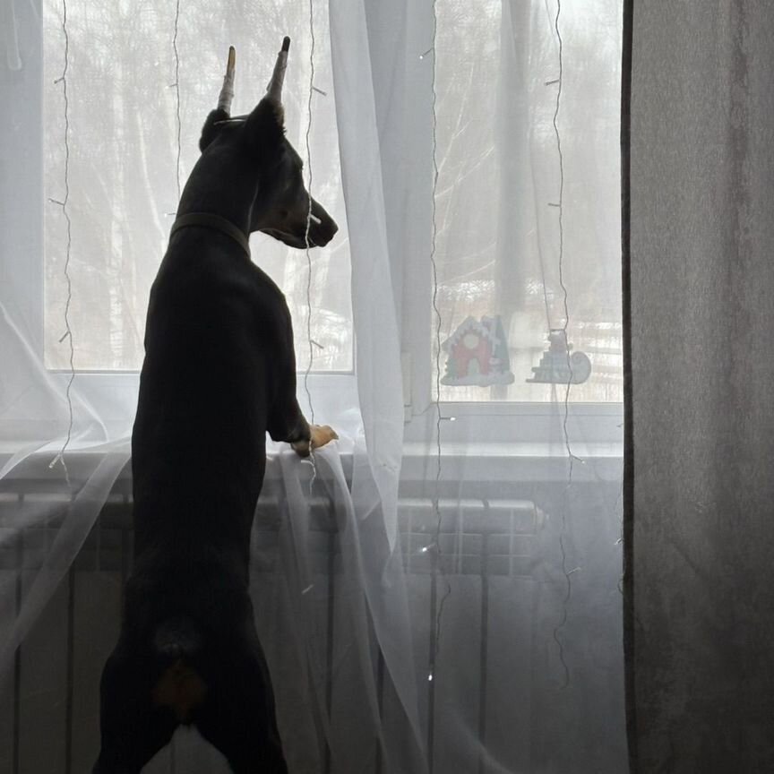 Собака доберман