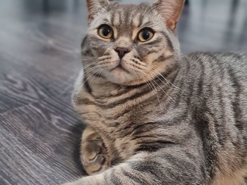 Британский котенок