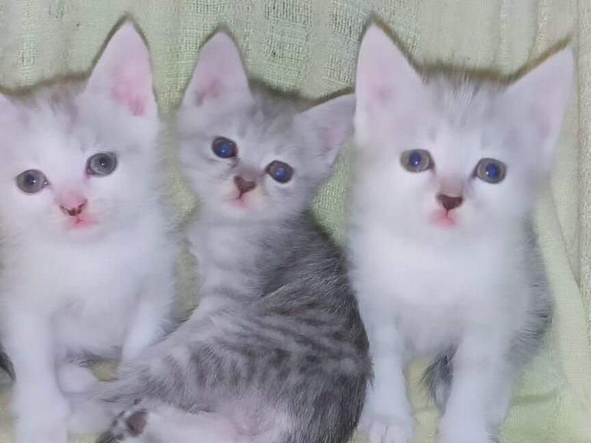 Котятки в добрые руки