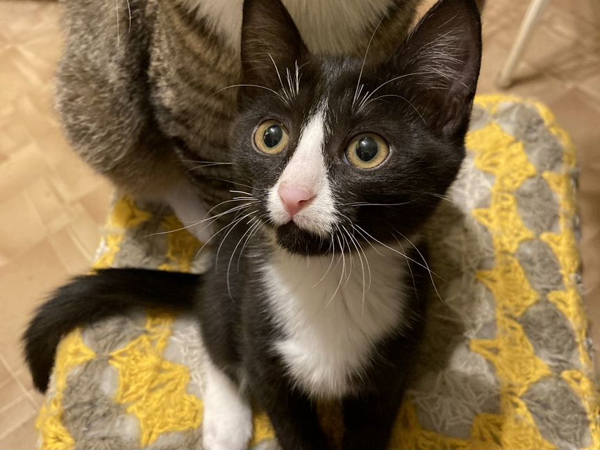 Котенок в добрые руки