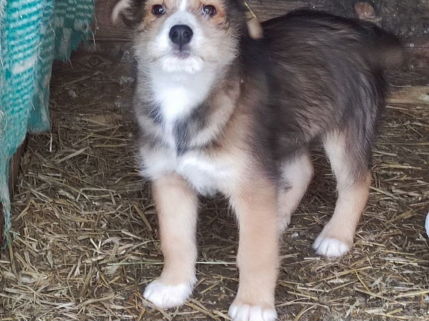 Маленькие собачки в добрые руки