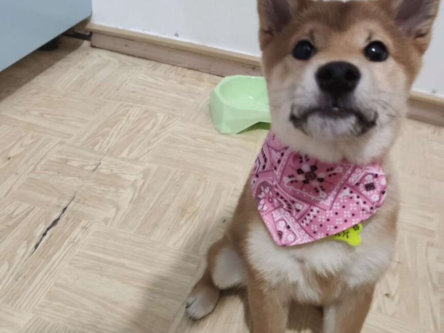 Ошейник-бандана для щенка/маленькой собаки