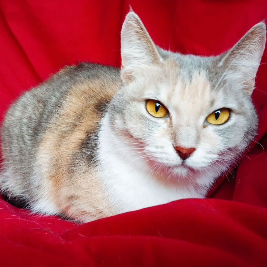 Кошка в добрые руки