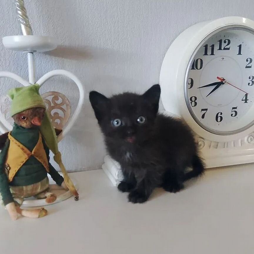 Котёнок в добрые руки