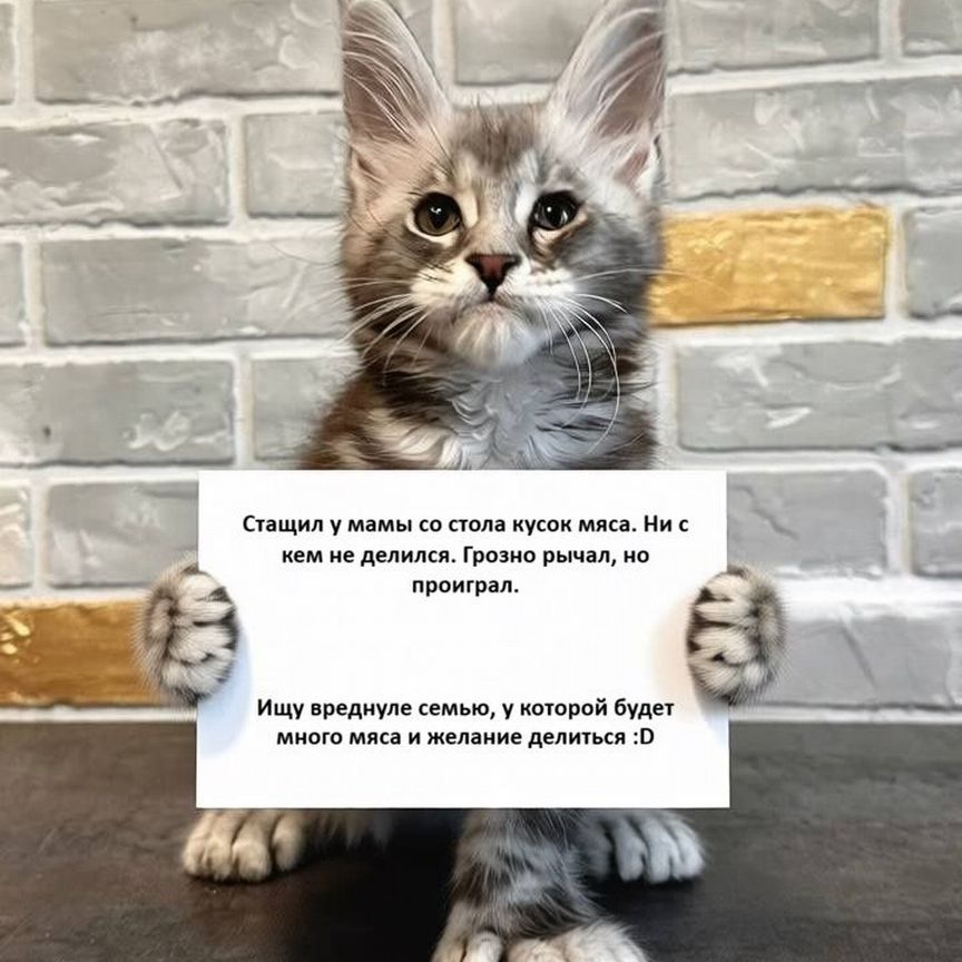 Мейн-кун котёнок