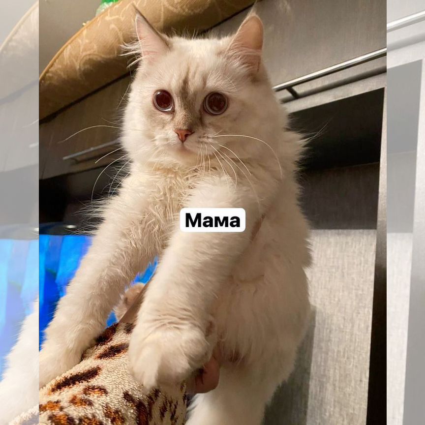 Шотландские котята