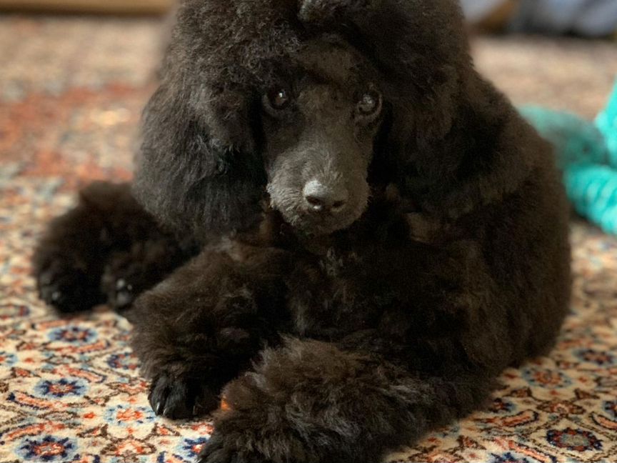 Щенок той пуделя