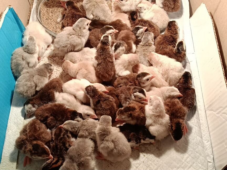 Цесарки цыплята