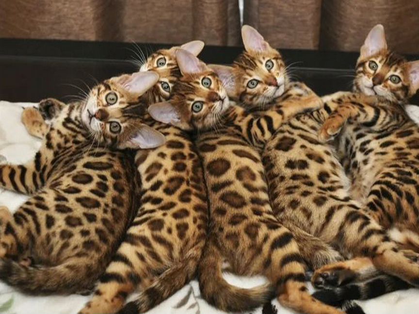 Продаются котята Бенгальские: красивые,здоровые