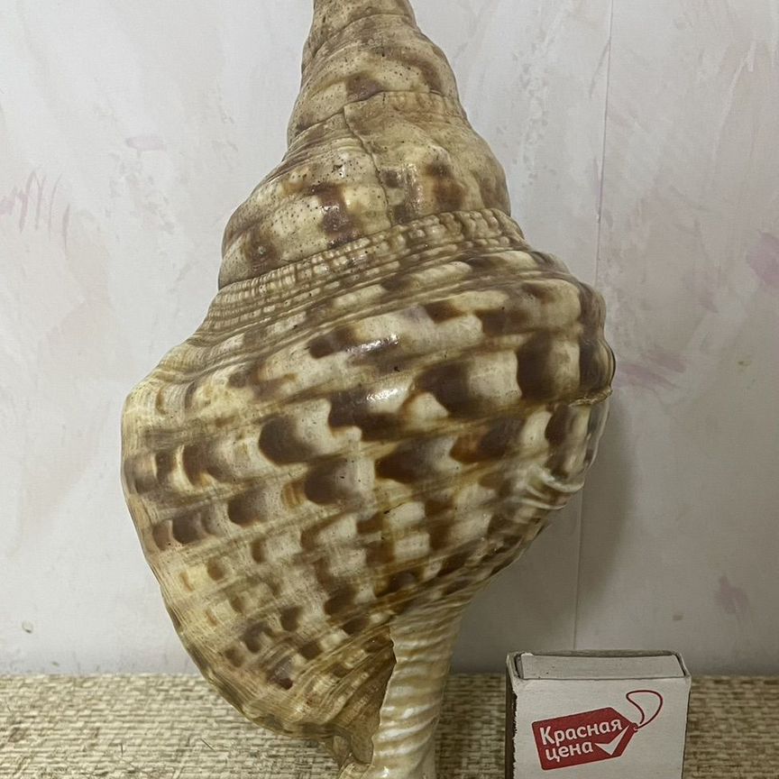 Морская крупная раковина