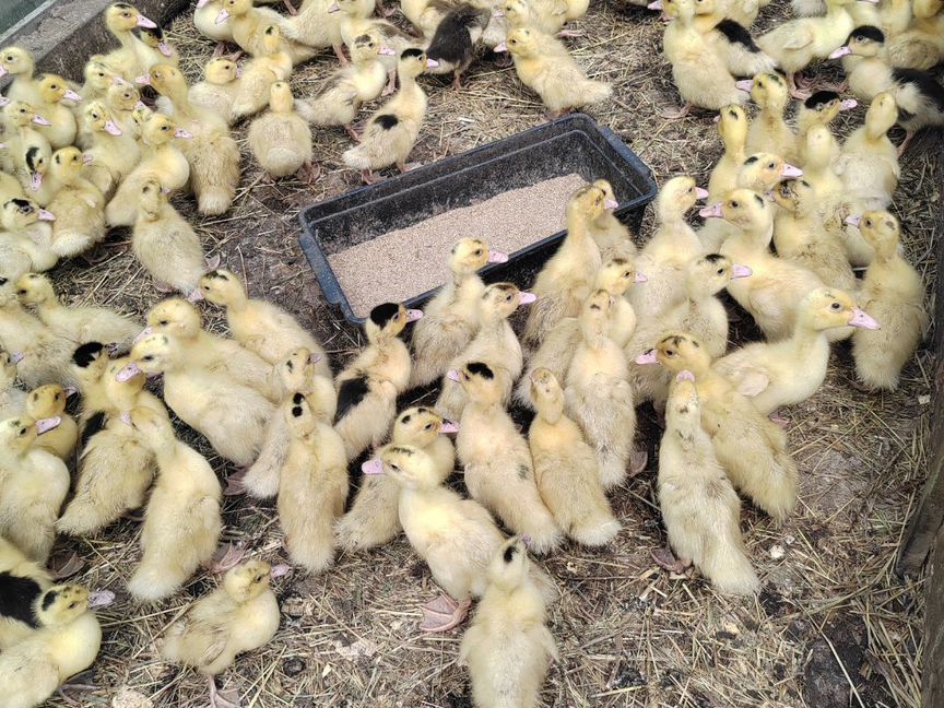 Утята муларды