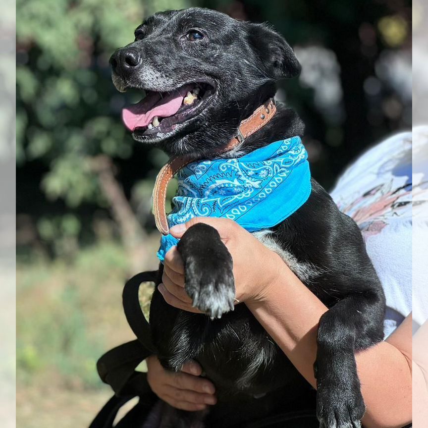 Собака в добрые руки отдам бесплатно