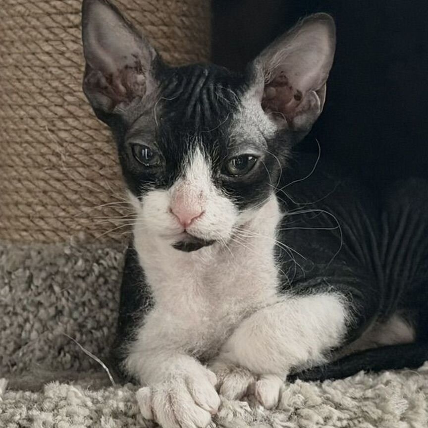 Канадский сфинкс котёнок