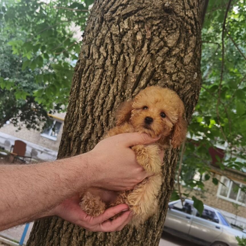 Мальтипу ф1 мини девочка