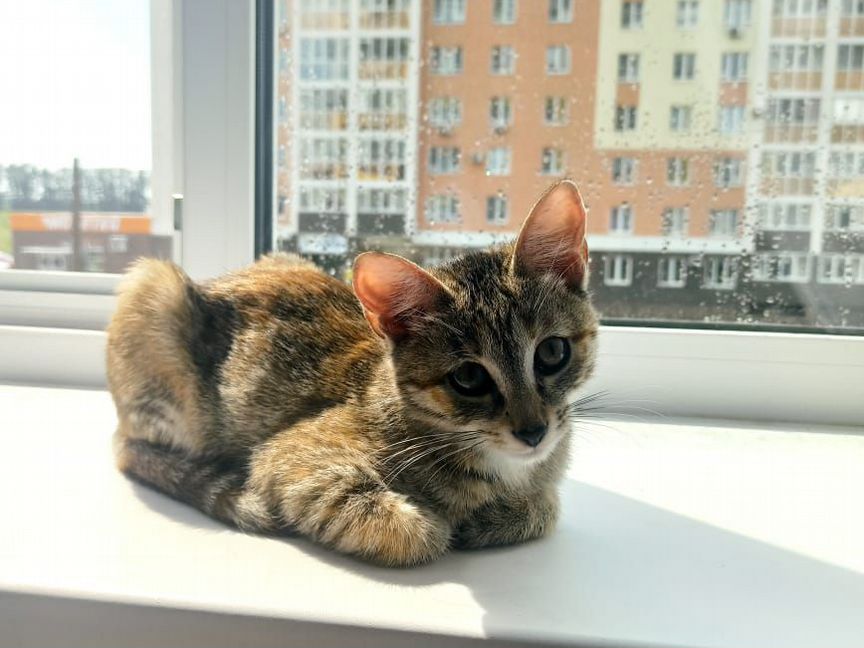 Кошечка в добрые руки