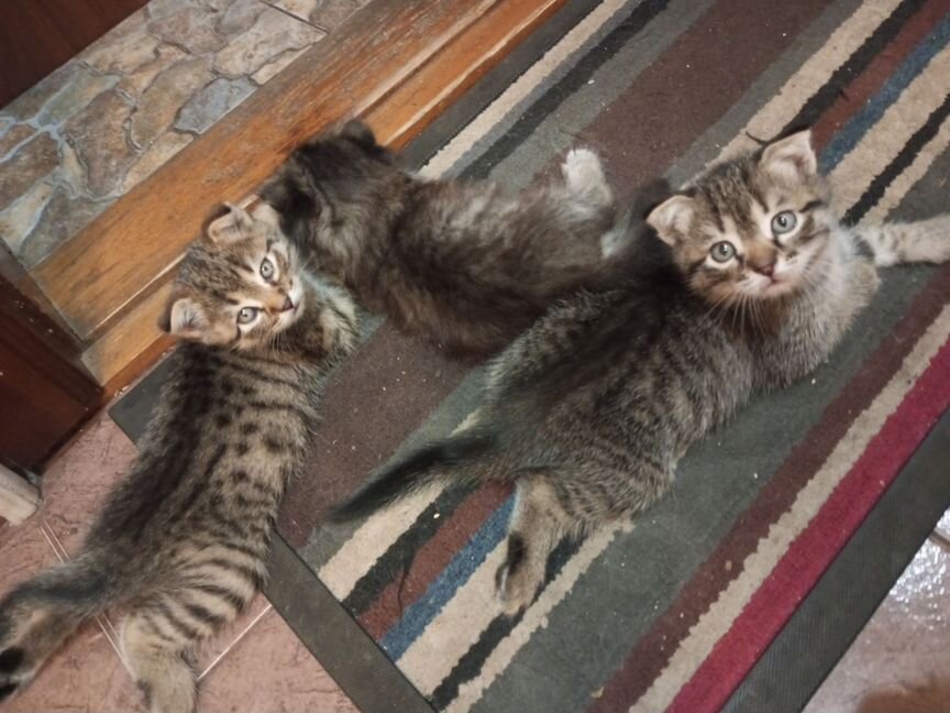 Котик