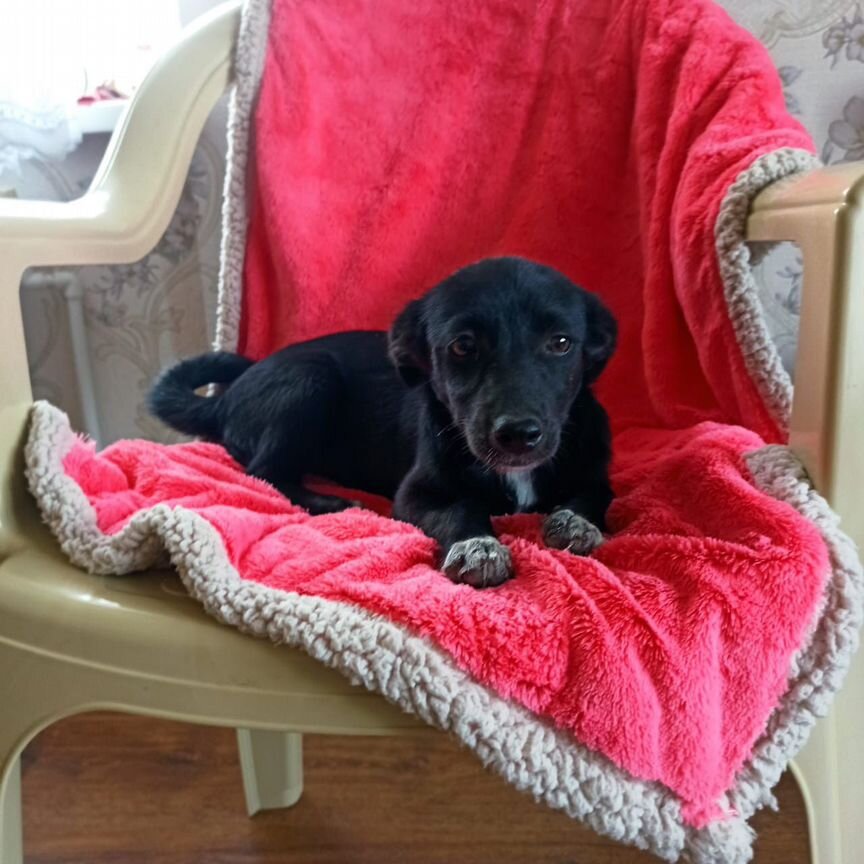 Коротколая девочка-щенок