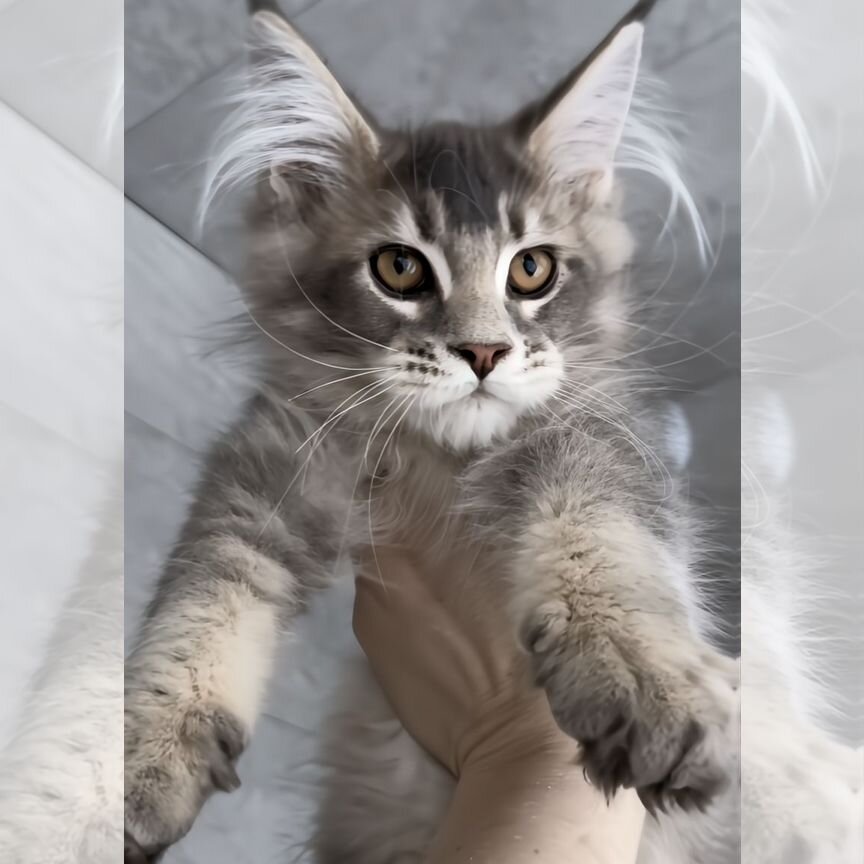 Мейн-кун котёнок