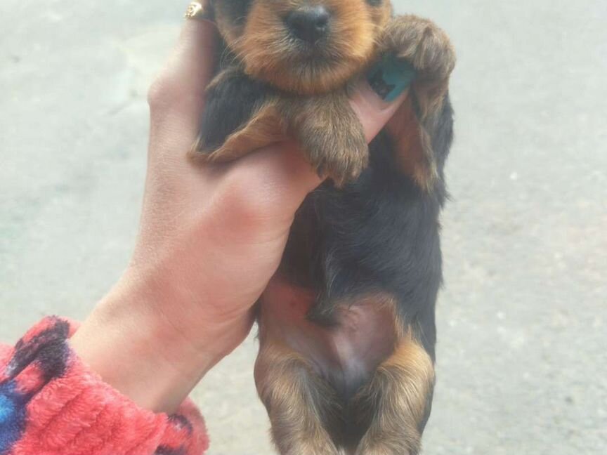 Щенки йорка мини