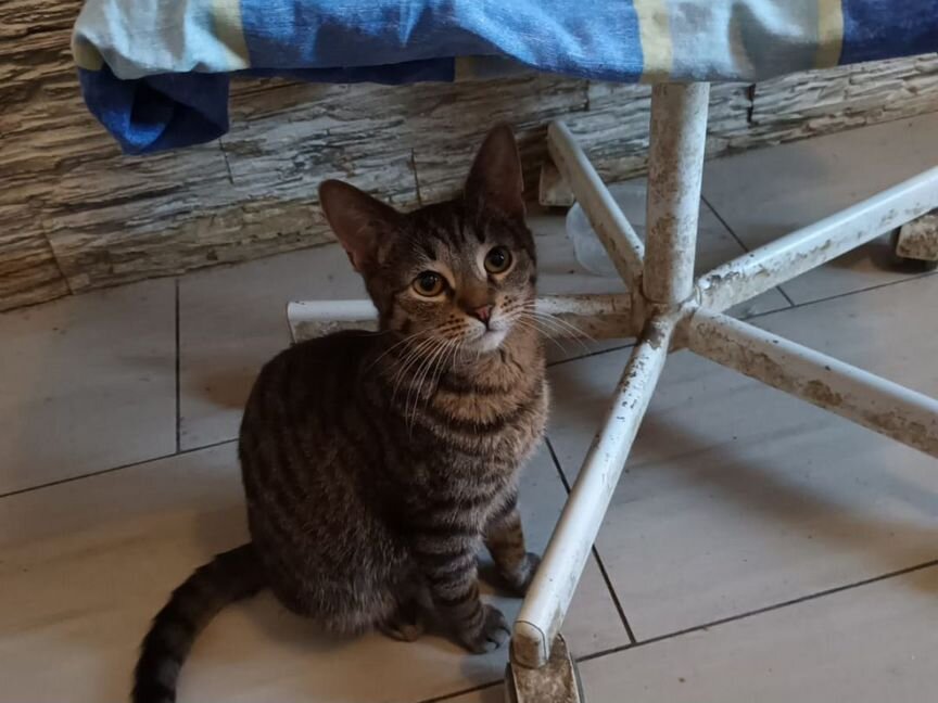 Котенок Усик ищет своего человека