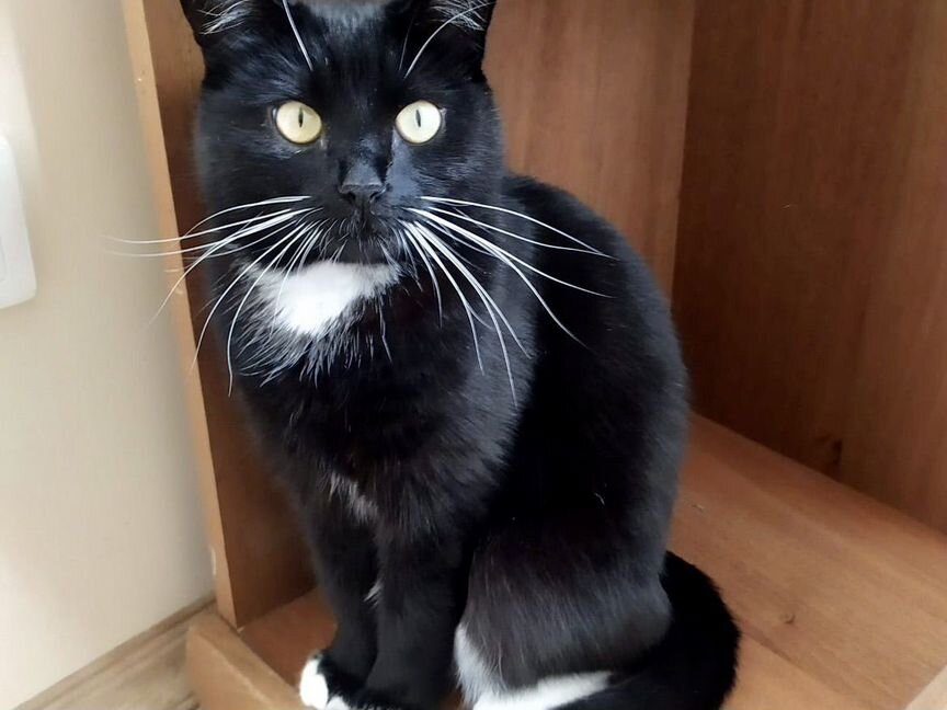 Кошка в дар