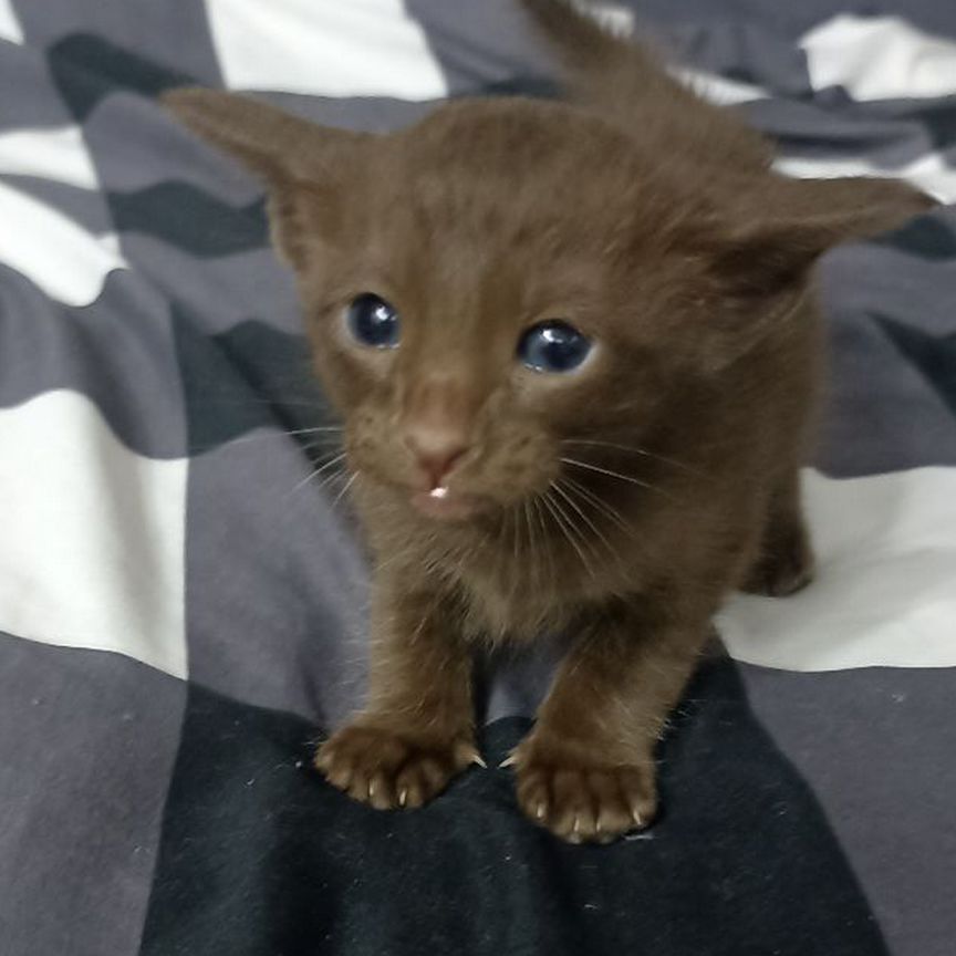 Ориентальный котёнок