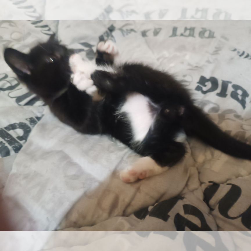 Мейн-кун котёнок