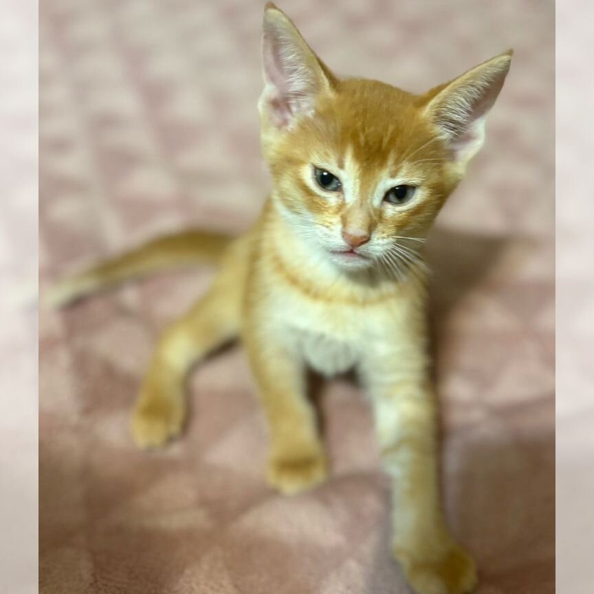 Абиссинский котёнок