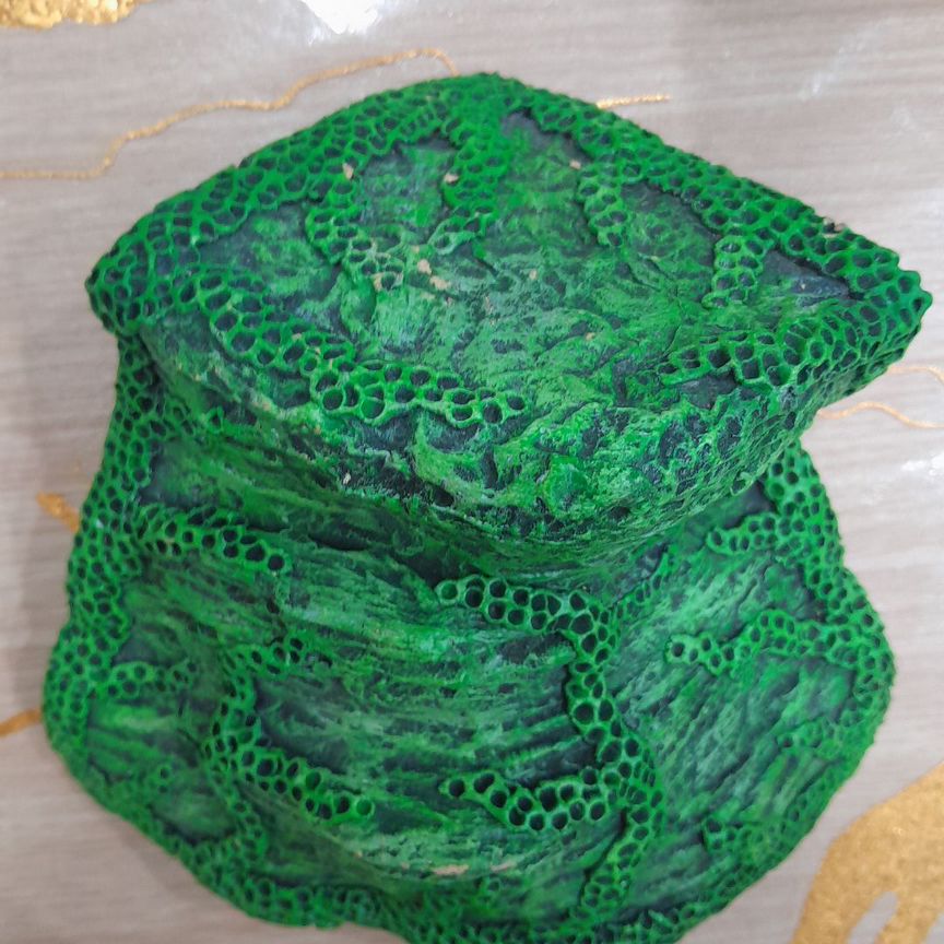 Бережок для черепахи