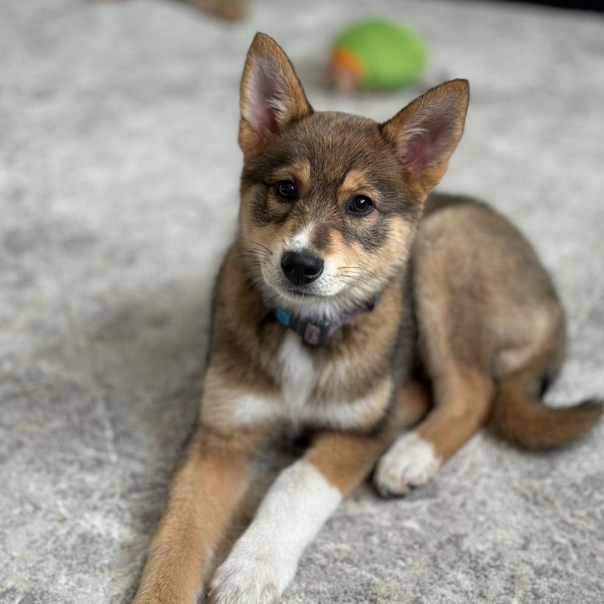 Щенок с впечатляющей внешностью ищет дом