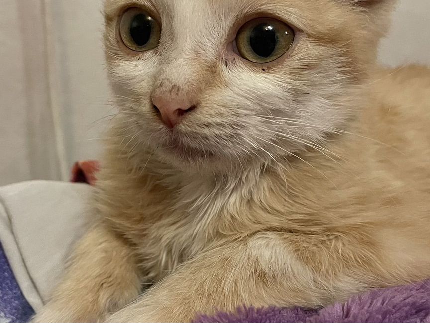 Котик Чубайс