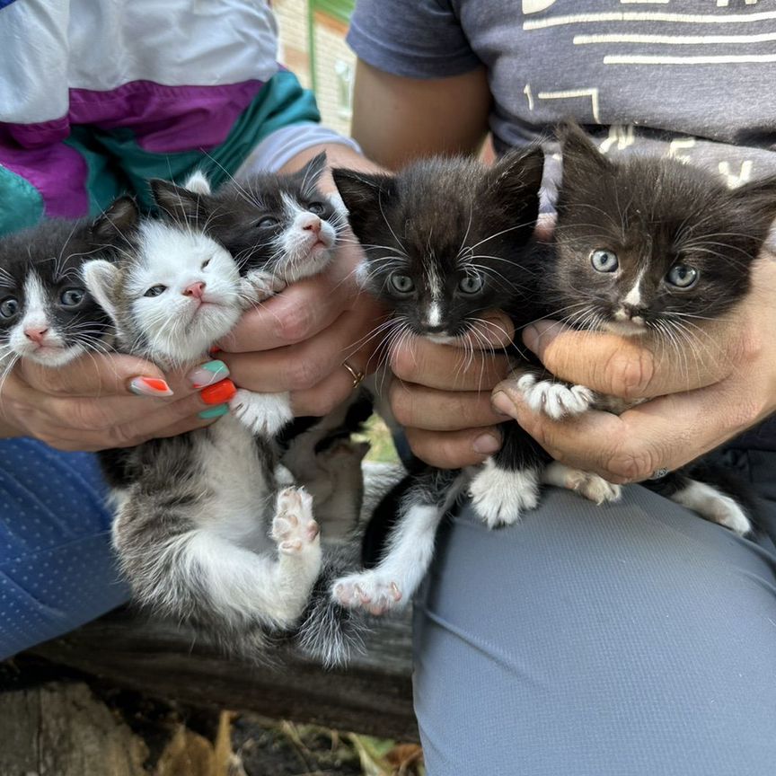 Умные Котята в дар