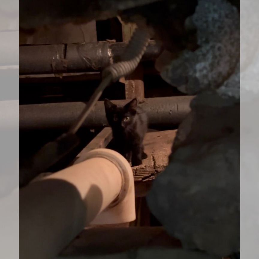 Котёнок в добрые руки