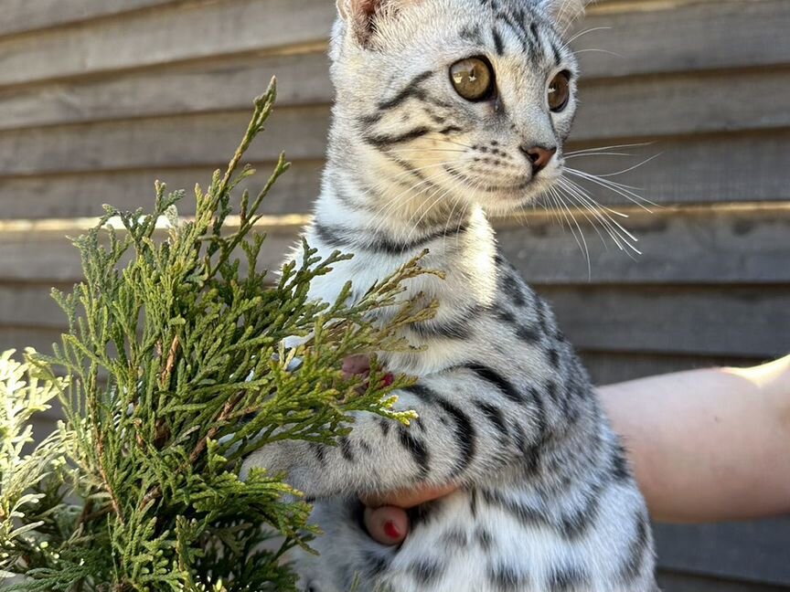 Саванна ф6 сбт